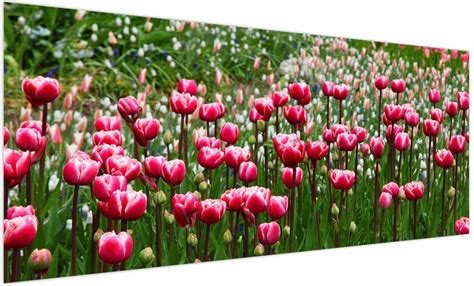 Domali Obraz tulipanów jednoczęściowy 250x125 cm 151864 Opinie i