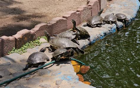 Festejan por adelantado el día de la tortuga en Cuautla El Sol de