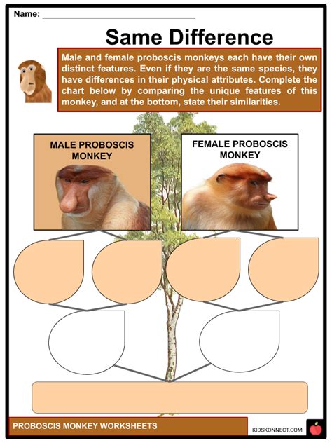Proboscis Monkey Facts Worksheets Description Behavior Habitat
