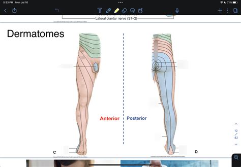 Dermatomes Of Lower Limb Diagram Quizlet