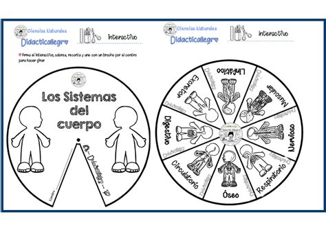 Creativa Ruleta Interactiva De Sistemas Y Aparatos Del Cuerpo Humano