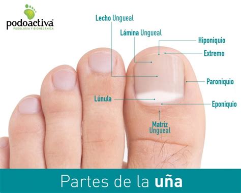 Los Nombres De Los Dedos Del Pie Descubre C Mo Se Llaman Y Su Funci N