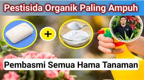 Pestisida Organik Paling Kuat Untuk Semua Hama Tanaman Cara Membuat