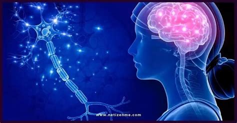 Difference Between The Parasympathetic And The Sympathetic Nervous