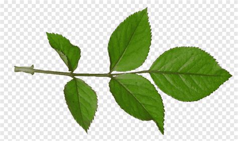 Rose Leaf Green Leaf Png PNGEgg