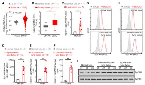Cancers Free Full Text Dynamic Expression Of Epcam In Primary And
