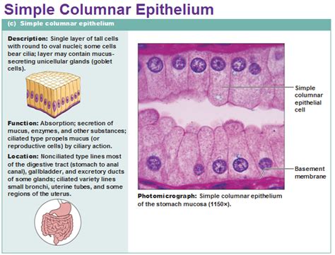 Histologia 1 Epitelial E Conjuntivopdf Epithelium Human Anatomy Porn