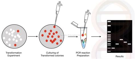 what is colony pcr
