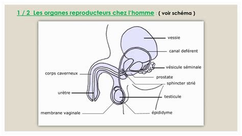 La Reproduction chez l Homme SVT 2ème année secondaire Maroc YouTube