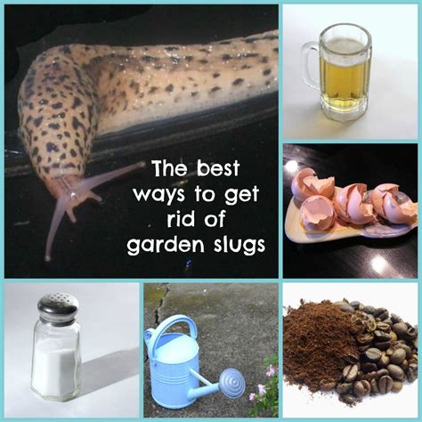 12 Ways To Get Rid Of Slugs Naturally Edu Svet Gob Gt
