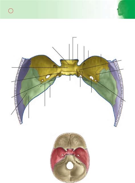 Cabeza y cuello Flashcards Gray Anatomía para estudiantes uDocz
