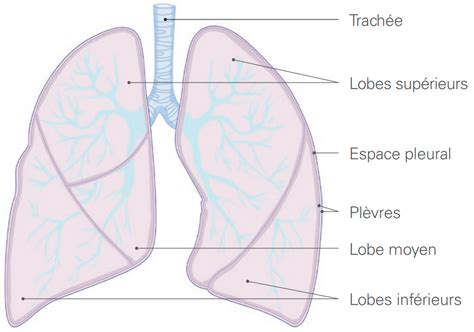 Chirurgie Pulmonaire Chirurgie Thoracique Hug Hôpitaux Free Hot Nude