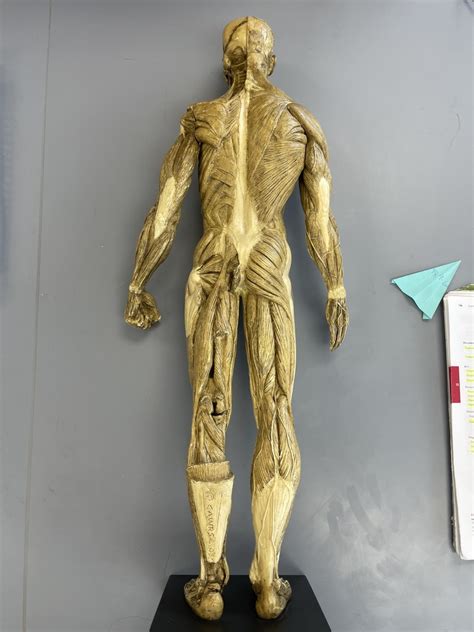 A P Lab QUIZ 1 Posterior Muscles Of The Yellow Muscle Man 1 26