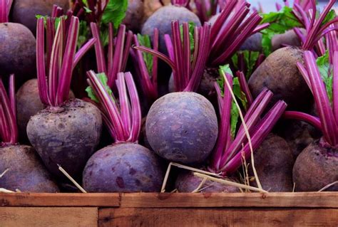 Rote Beete Ernten Einfrieren Einkochen Co Plantura Beterraba