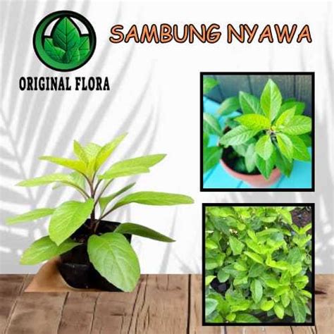 Jual Bibit Tanaman Daun Sambung Nyawa Shopee Indonesia