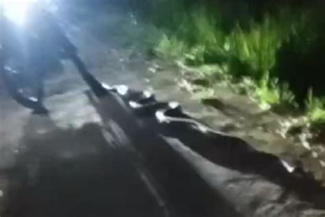 Ular Sanca Sepanjang Meter Hebohkan Warga Yang Hendak Tarawih