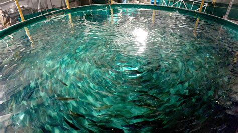 海洋缸维系统设备的功能原理 海洋馆设计 水族馆设计 海洋馆工程 水族工程 大型水族箱 维生系统设备 广东联盛海洋科技网站