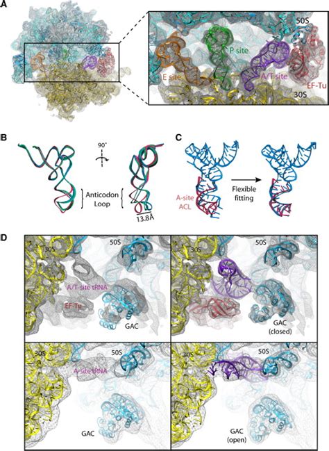 Flexible Fitting Of Atomic Structures Into Electron Microscopy Maps