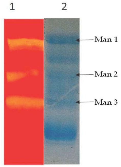 Zymogram Analysis Crude Enzyme Lane 1 Zymogram For Mannanase Lane 2