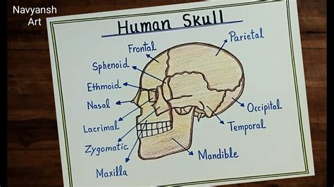 Human Skull Diagram Drawing How To Draw Human Skull Labeled Diagram