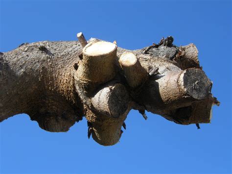Quand Tailler Les Arbres Murier Platane Mon Blog Jardinage