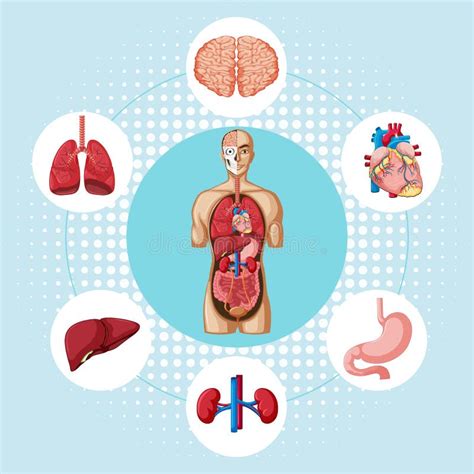 Diagramme Des Organes Du Corps Humain Illustration De Vecteur