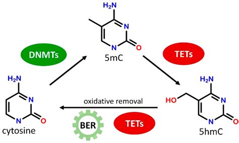 IJMS Free Full Text DNA Methylation In Huntingtons Disease