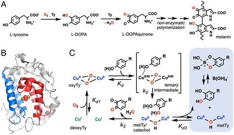 Elucidation Of The Tyrosinase O2 Monophenol Ternary Intermediate That