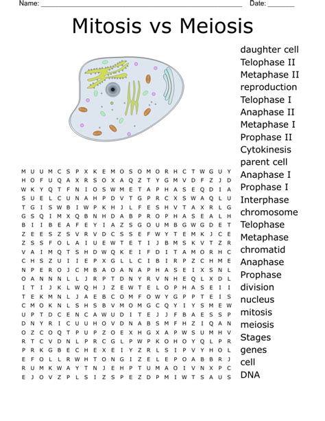 Mitosis Vs Meiosis Chart Worksheet Answer Key