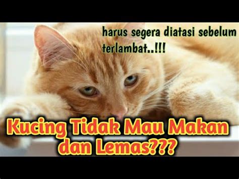 KUCING TIDAK MAU MAKAN DAN LEMAS PENYEBAB KUCING TIDAK MAU MAKAN DAN