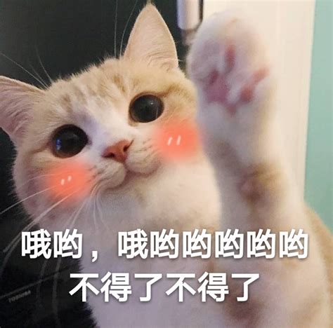 喵喵表情包 千图网