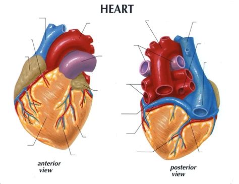 Anatomy Lab Final Diagram Quizlet