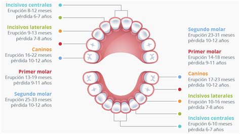 Yo Me Cuido Cuándo le salen los dientes y las muelas a los niños