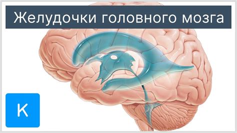 Желудочки головного мозга Анатомия человека Kenhub YouTube