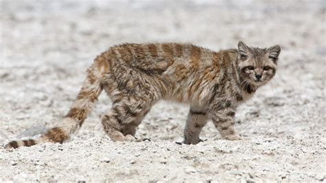 Los 5 animales en peligro de extinción en el Perú Rutas Viajes Perú