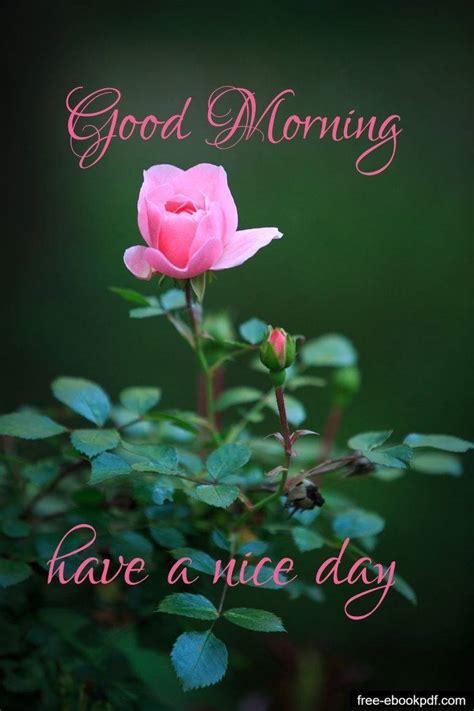 Good Morning Images New 2024 Arabel Dorette