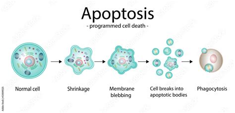 Apoptosis Programmed Cell Death Aging Process In Cells Stages Of Apoptosis Normal Cell
