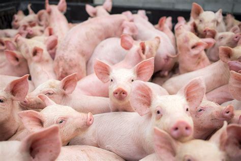 Night Feeding Increases Fat Deposition Of Pigs All About Feed