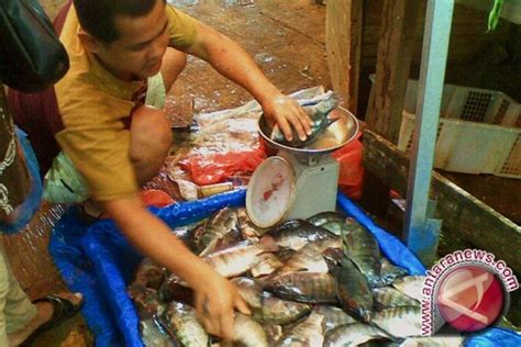 Harga Ikan Air Tawar Di Pangkalpinang Stabil ANTARA News Bangka Belitung