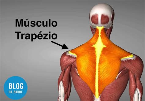 O Que é Trapezio No Corpo Humano SOLOLEARN