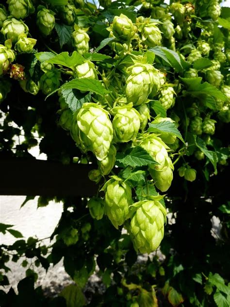 Humulus Lupulus Aureus Golden Hop Female 10 Litres On Frame