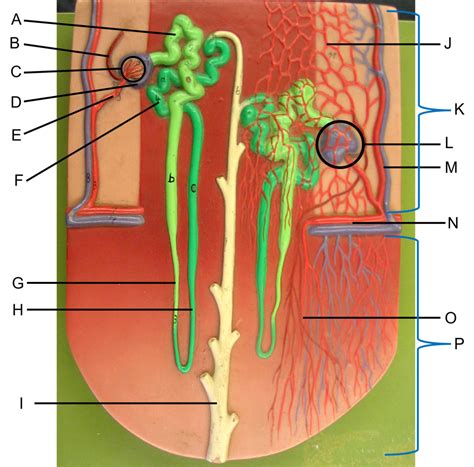 Renal System Diagram Quizlet