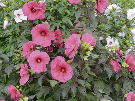 Hibiskus Bagienny Hibiscus Moscheutos Royal Gems Hibiskusy