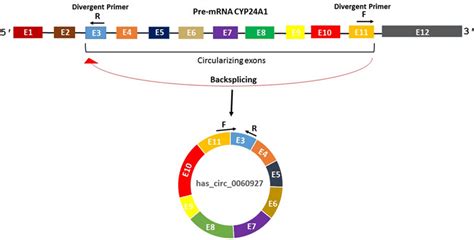 Schematic Presentation Of Circular RNA Hsa Circ 0060927 Biogenesis From