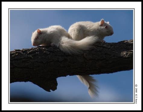 The Albino Squirrels Larger Image Check The Li Flickr