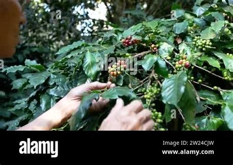 Farmers Picking Ripe Arabica Coffee Berries In Coffee Farm At Khun Wang
