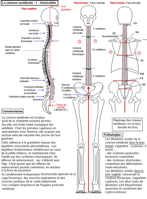 Ostéologie du rachis axis et vertèbre cervicale Sacrum Vertèbre