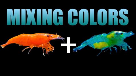 Breeding Cherry Shrimp Mixing Different Colors Of Shrimp Youtube
