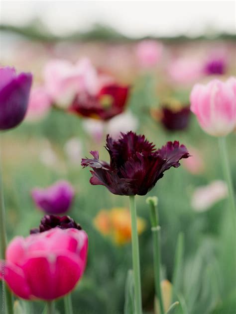 Tulips By Stocksy Contributor Marta Locklear Stocksy