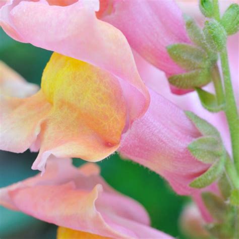 Tips On How To Grow Snapdragons Montana Happy
